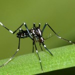 The Asian Tiger Mosquito - Pest Control Edmonton